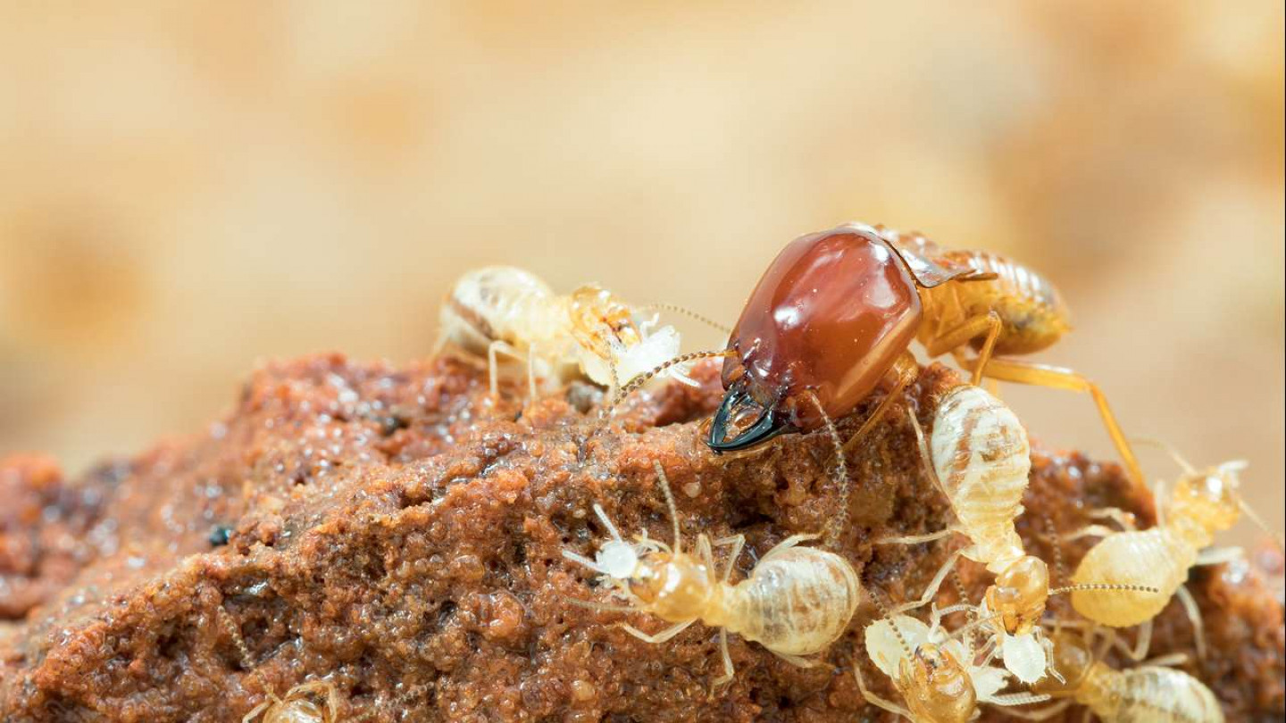 Termite, Carpenter Ant & Carpenter Bee Control | Middlesex, Bridgewater ...